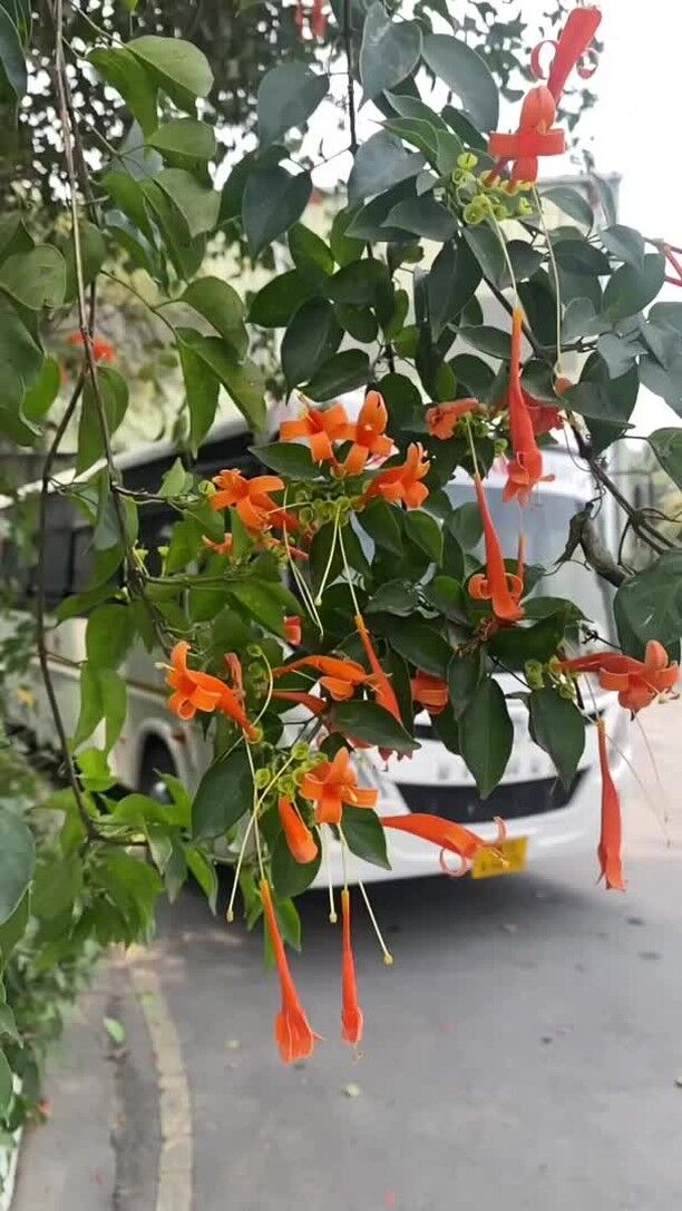 Delphi | Colors | TABQUARTZ